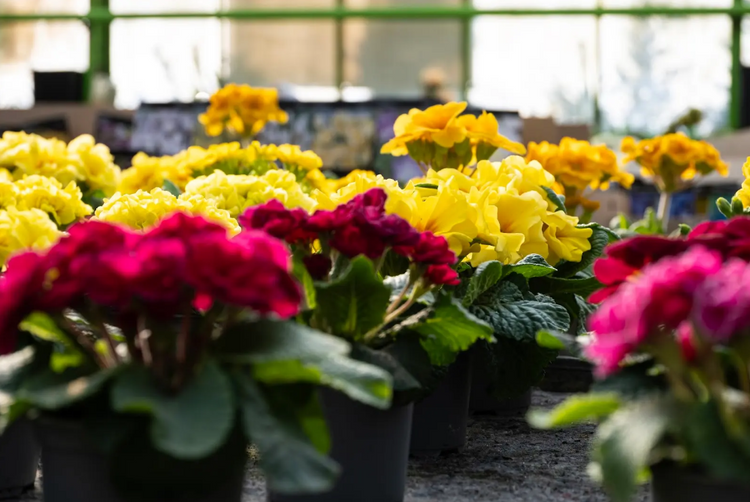 Top Floral Trends Popular In Toronto Right Now In 2026 - Toy Florist
